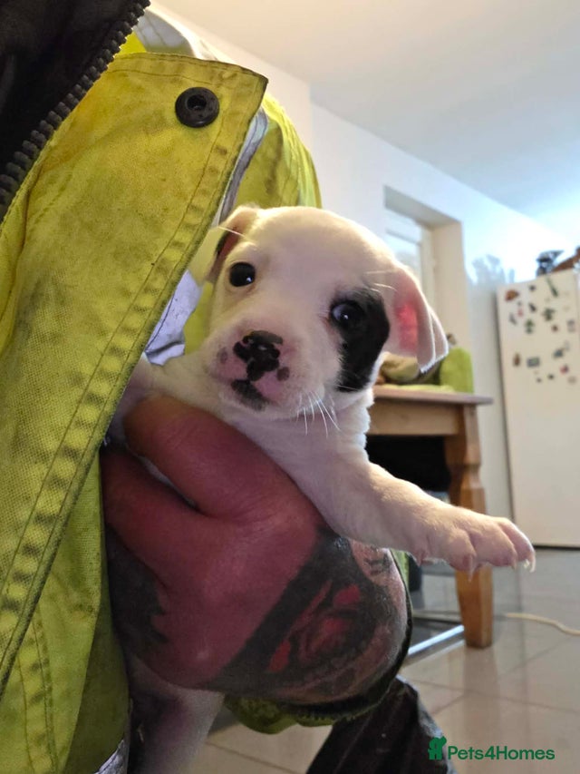 Jack russell pups for sale in Wigan | Pets4Homes