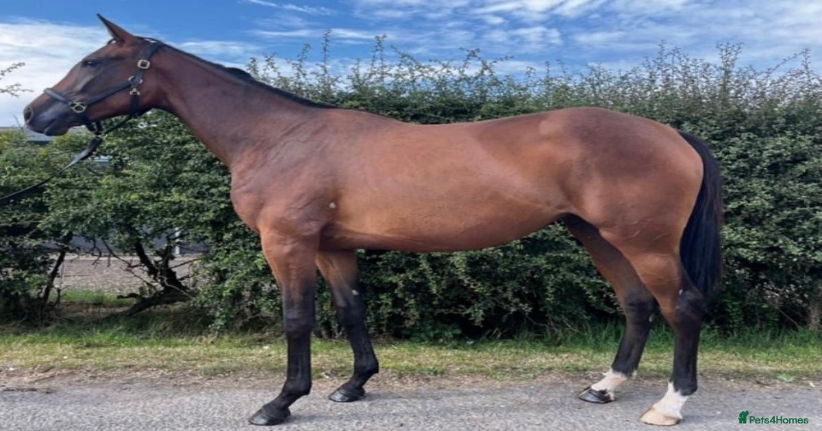 Unbroken Summer Project - Well bred filly for sale in Cwmbran | Pets4Homes