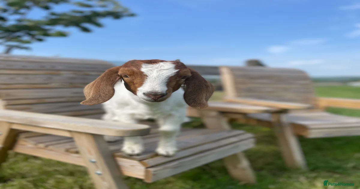 Kids Goats Livestock for sale | Pets4Homes