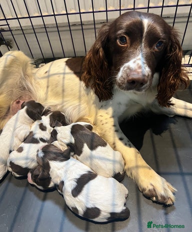 Springer spaniel Puppies for sale | Pets4Homes