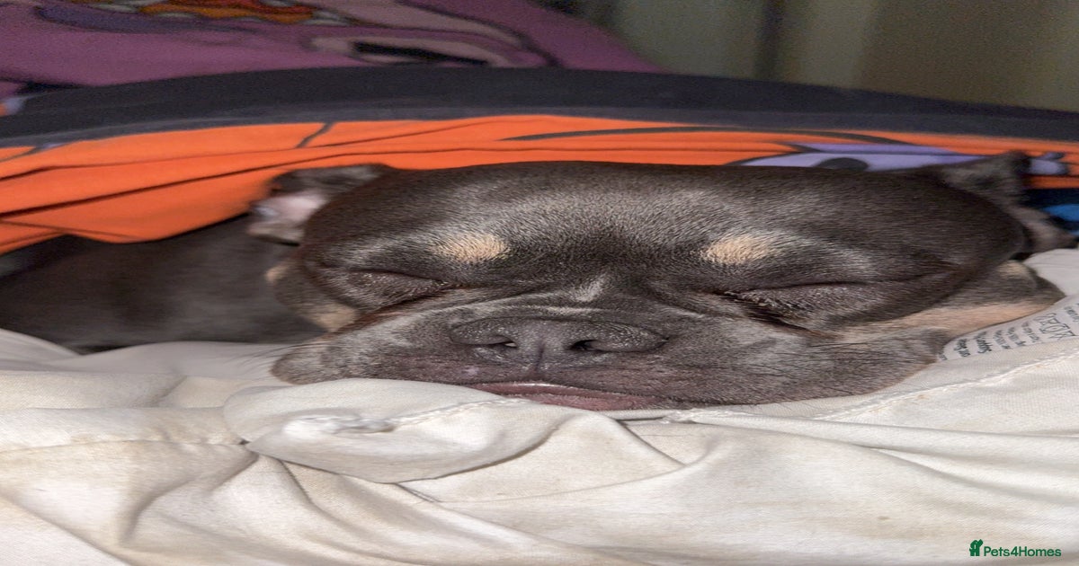 Lovable French bull dog for sale in Worksop | Pets4Homes