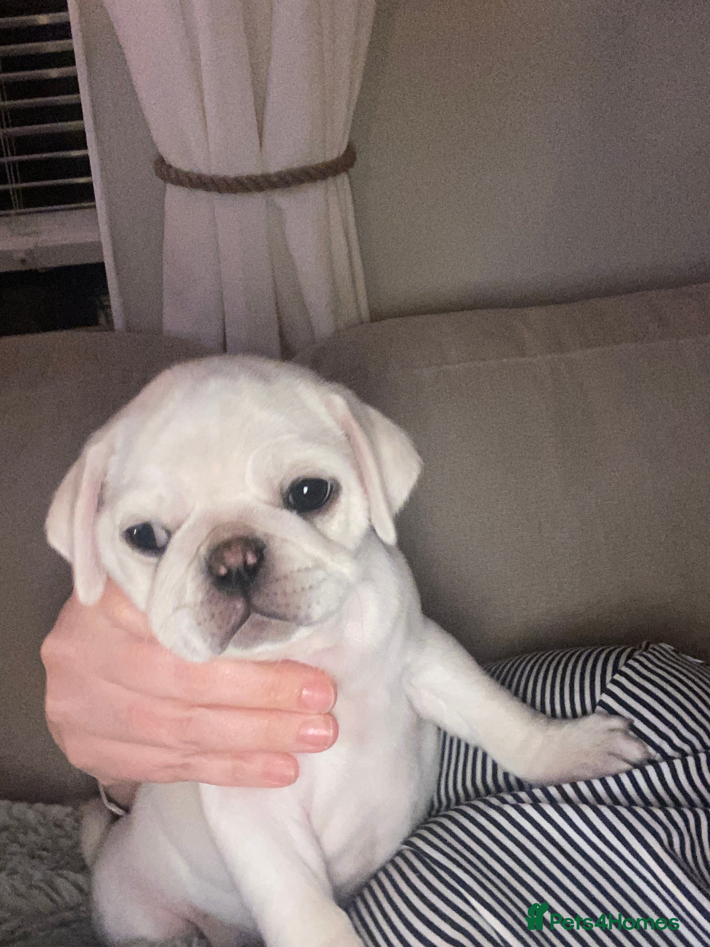White pug female 4 months old for sale in London | Pets4Homes