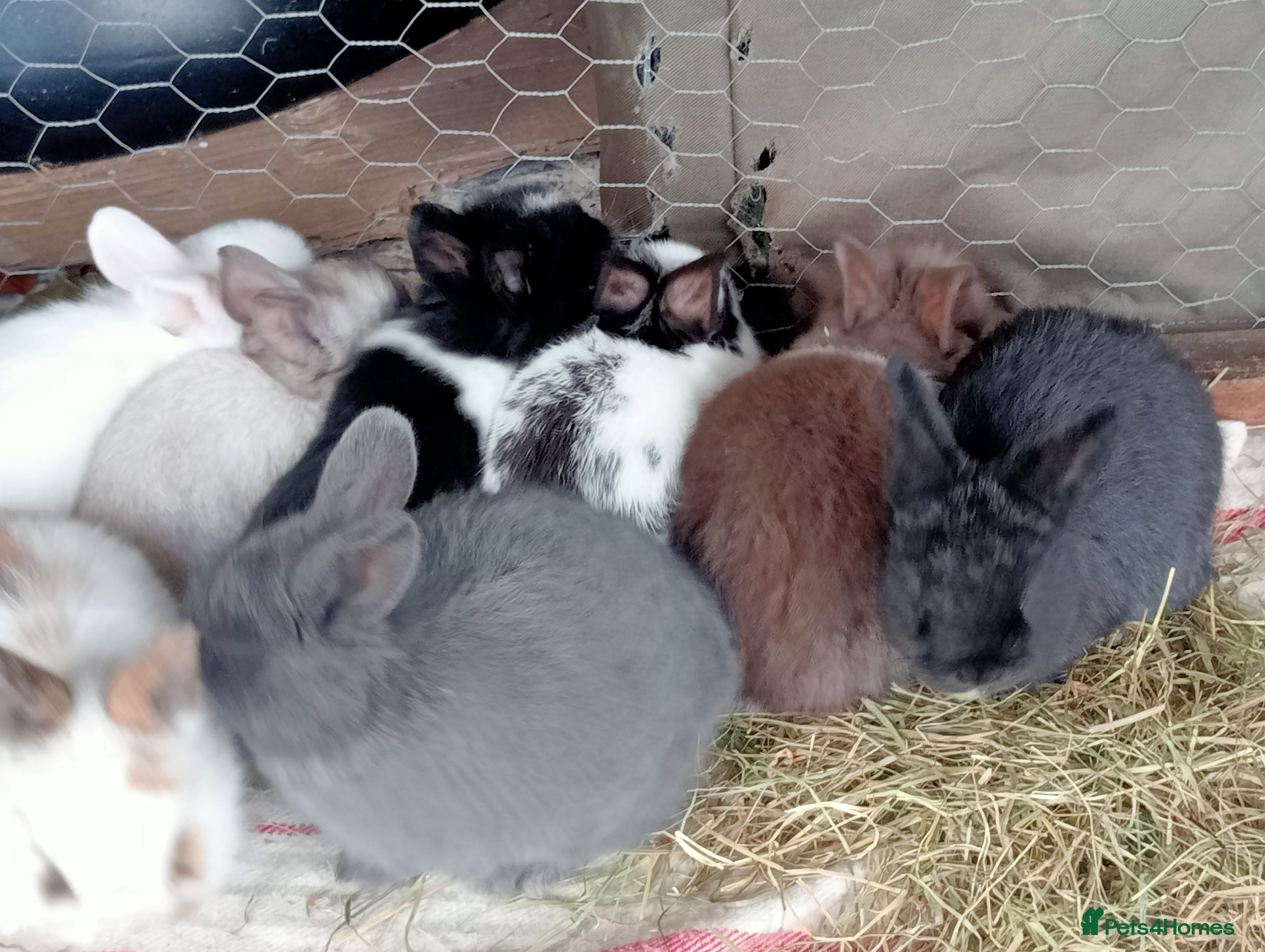 Lion head rabbits 8 weeks old for sale in Hayle | Pets4Homes