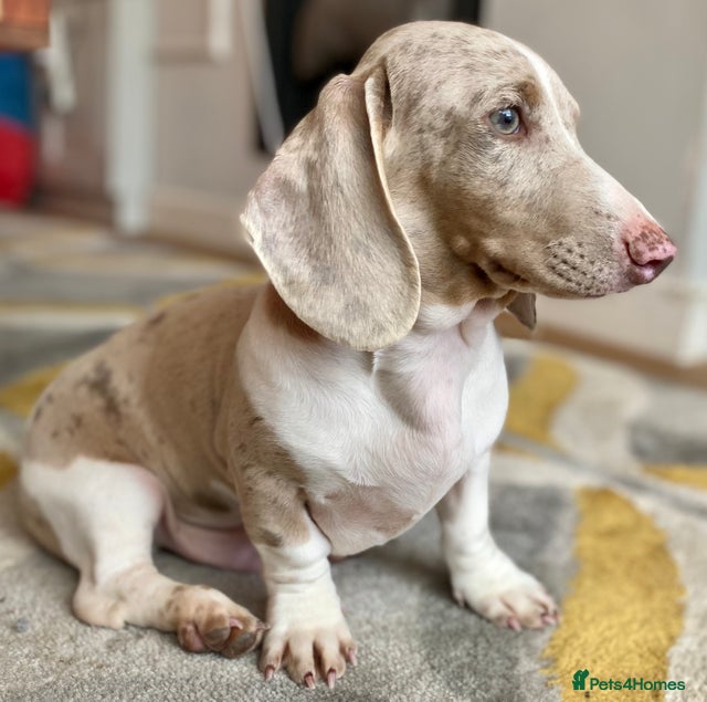 Isabella dapple piebald mini dachshund for sale in Beckenham | Pets4Homes