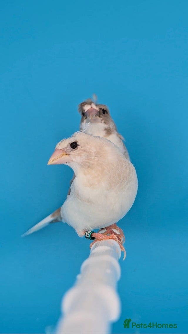 Bengalese finches for sale in London | Pets4Homes