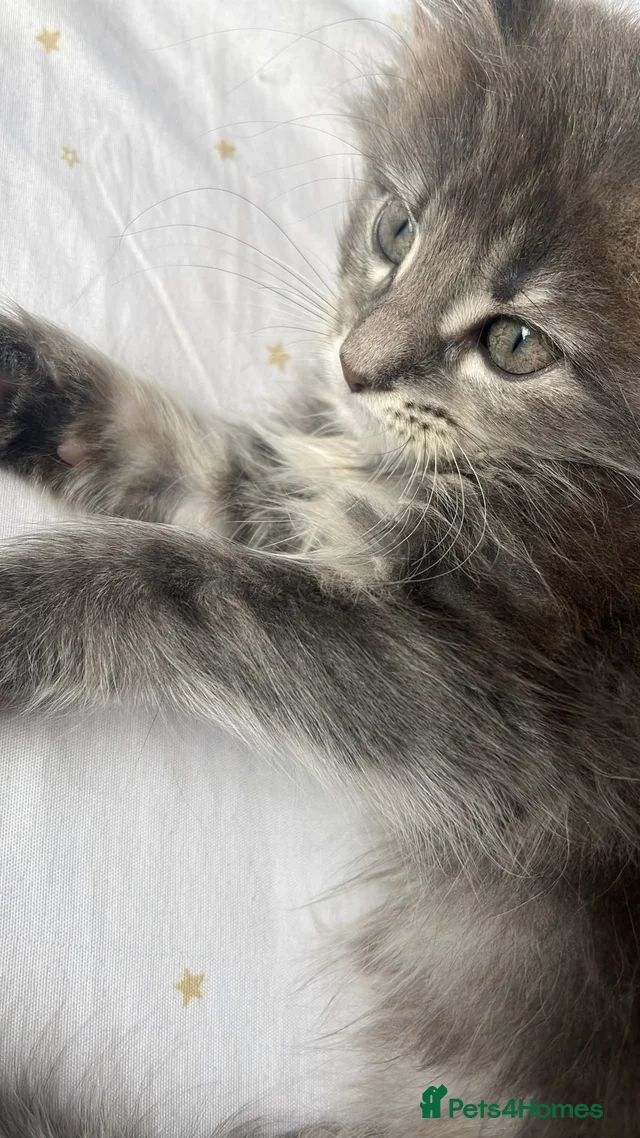 Last girl kitten for sale in Blyth | Pets4Homes