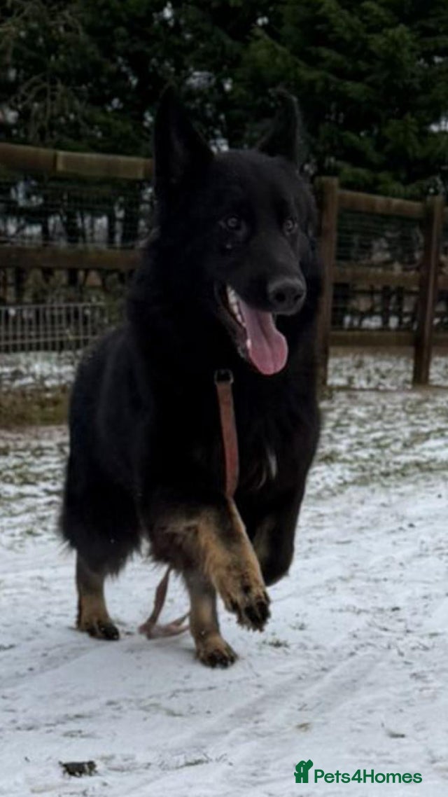 2 gorgeous German shepherd brothers for sale in Grimsby | Pets4Homes