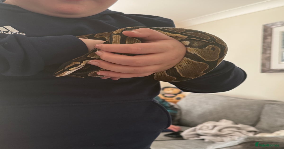 Royal ball python for sale in Hull | Pets4Homes