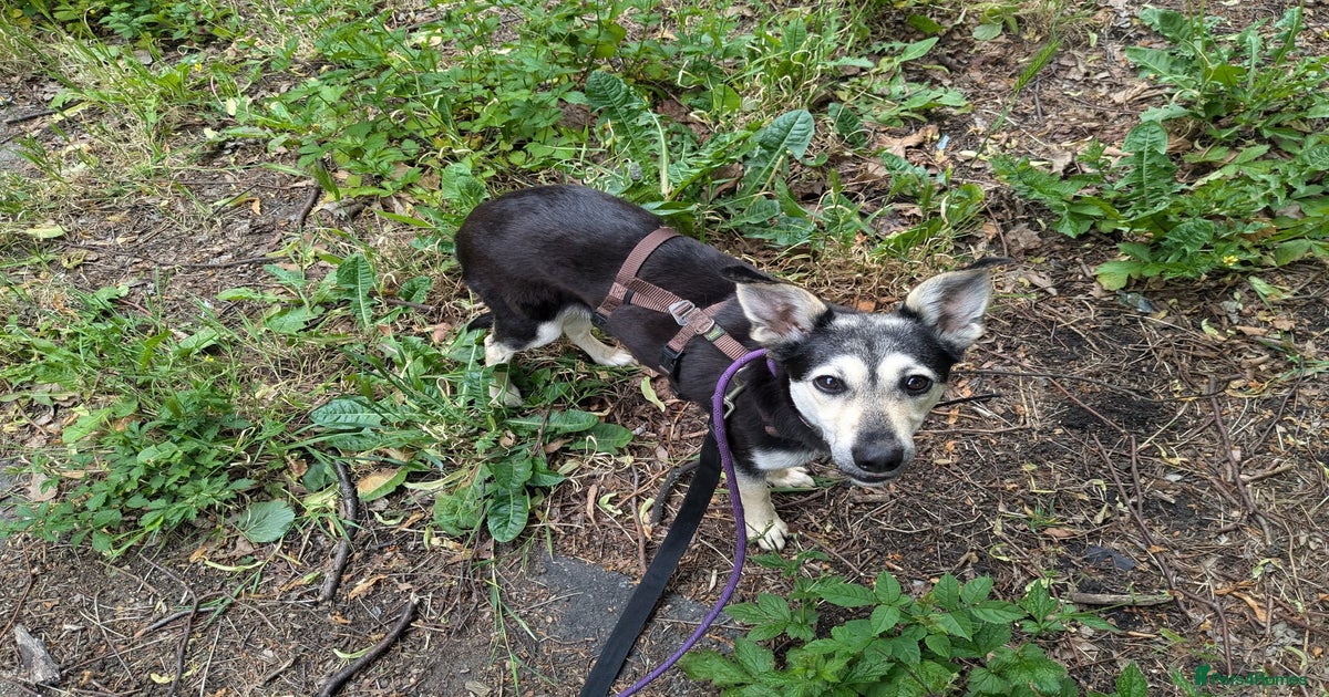Didi – Gentle & Playful Pup Seeks Loving Home for adoption in Sheffield | Pets4Homes