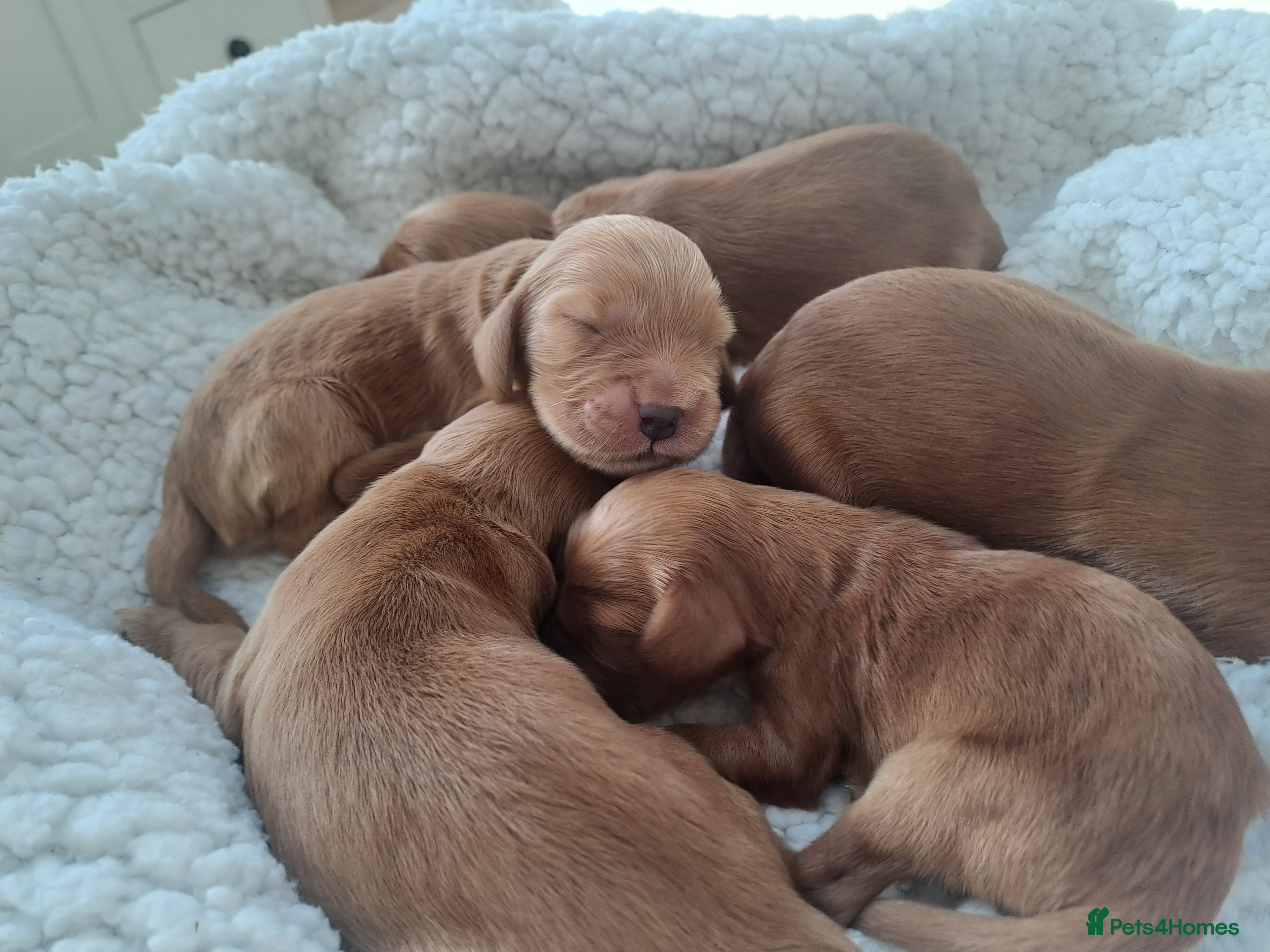 Golden Show Cocker Spaniels for sale in Knutsford | Pets4Homes