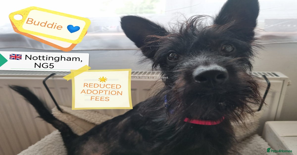 💙🐶 BUDDIE 🐶💙 for adoption in Nottingham | Pets4Homes