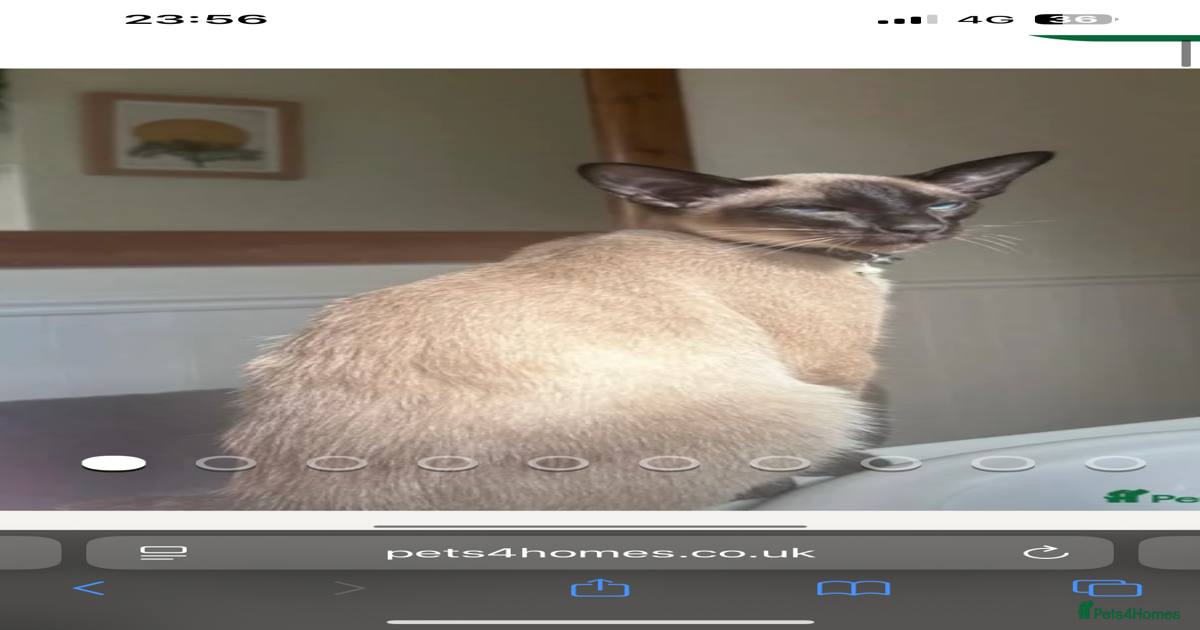 Stunning wedge head Siamese boy for stud service for stud in Brighouse ...