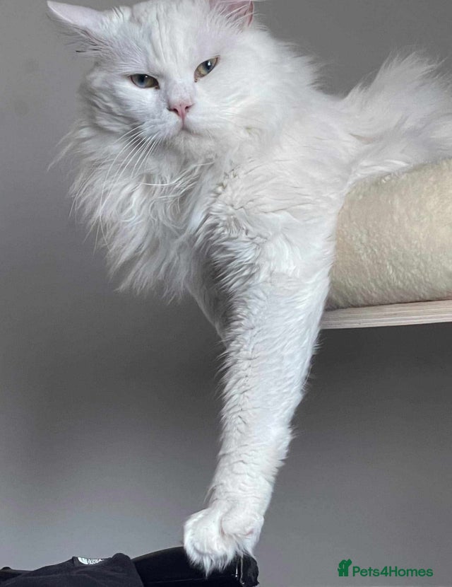 2 odd eye male Mainecoon and 1 female smoke kitten for sale in Runcorn ...