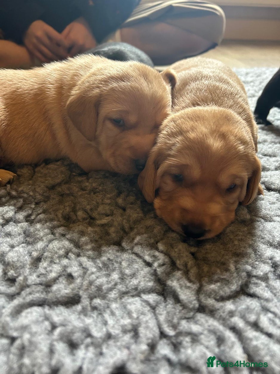 Labrador / Springador cross puppies for sale in Cranbrook | Pets4Homes