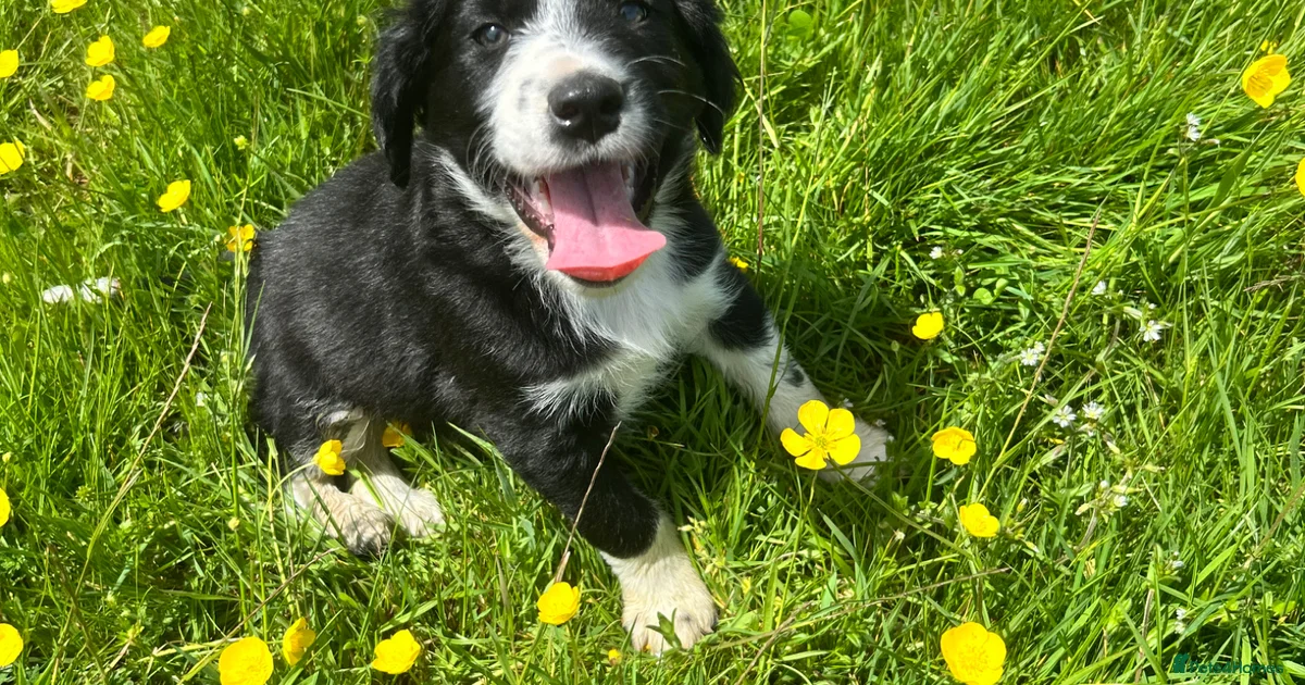 Pets Home Puppies For Sale Pets4Homes pets-home-puppies-for-sale-pets4homes