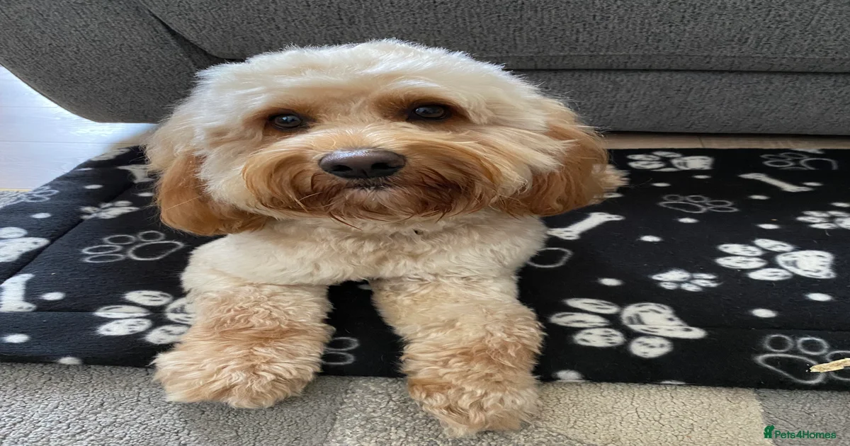 Cockapoo stud for stud in Durham | Pets4Homes