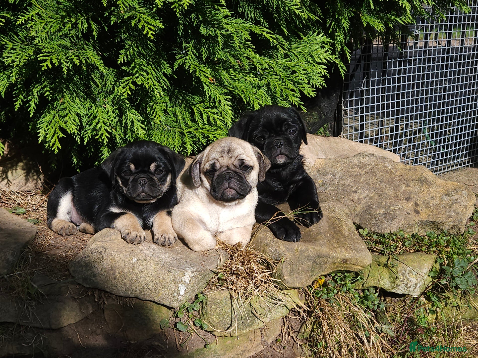 Pug Dogs Breed - Information, Temperament, Size & Price | Pets4Homes