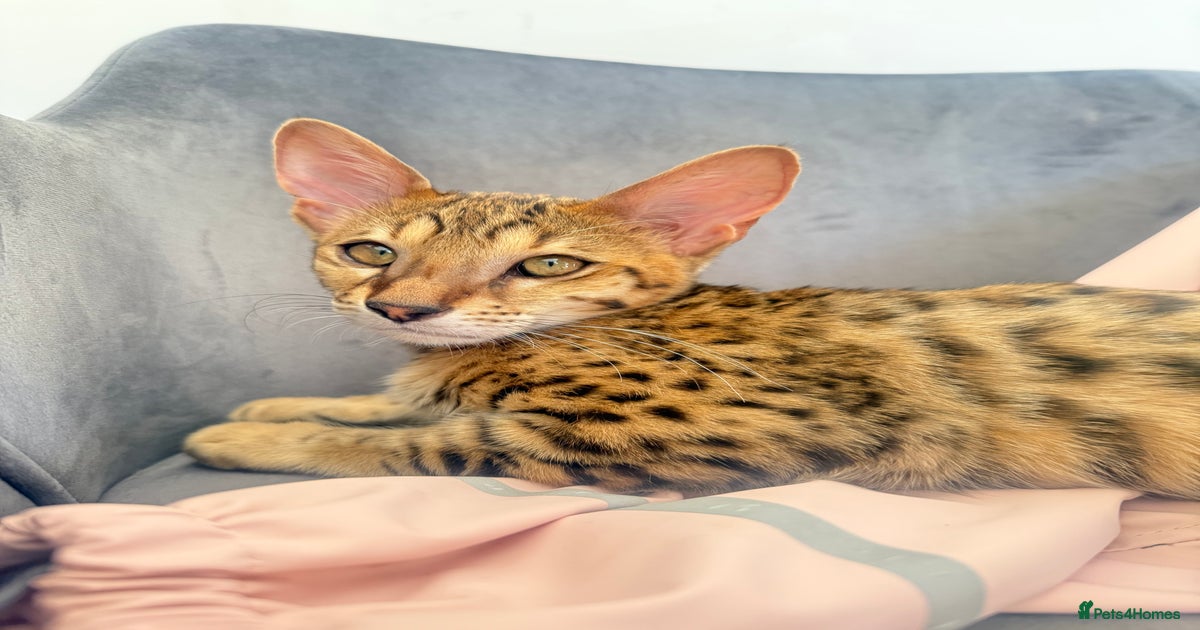 F3 Savannah Female Kitten Tica Reg for sale in Blackpool | Pets4Homes