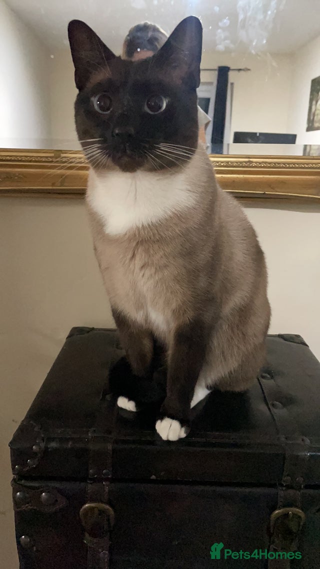 Adult male Siamese x seal point for sale in Stamford | Pets4Homes