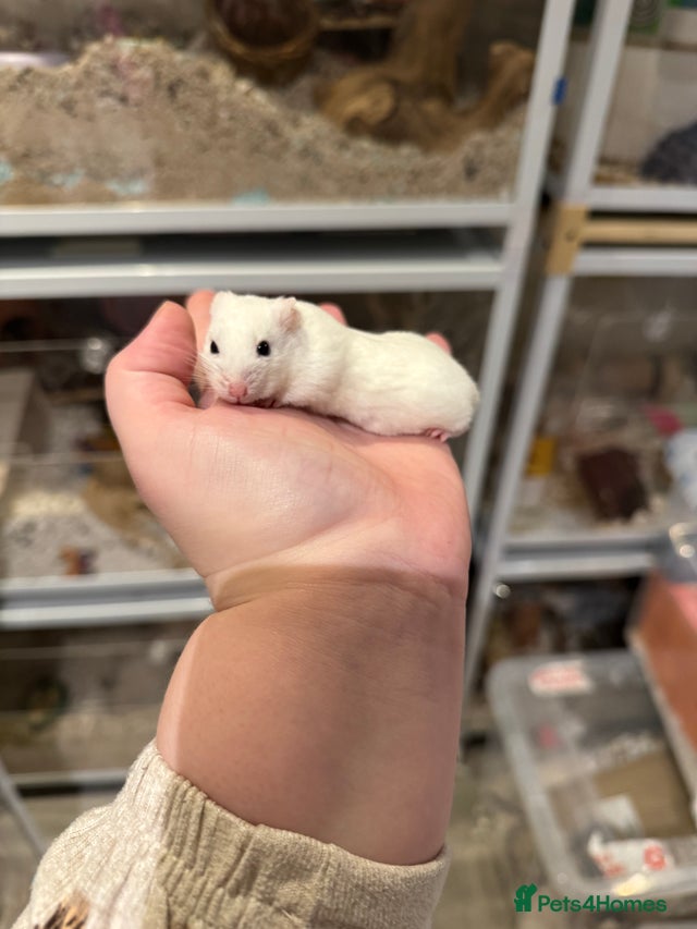 Tame Pedigree HAMSTER SALE - ethically bred for sale in Littlehampton ...