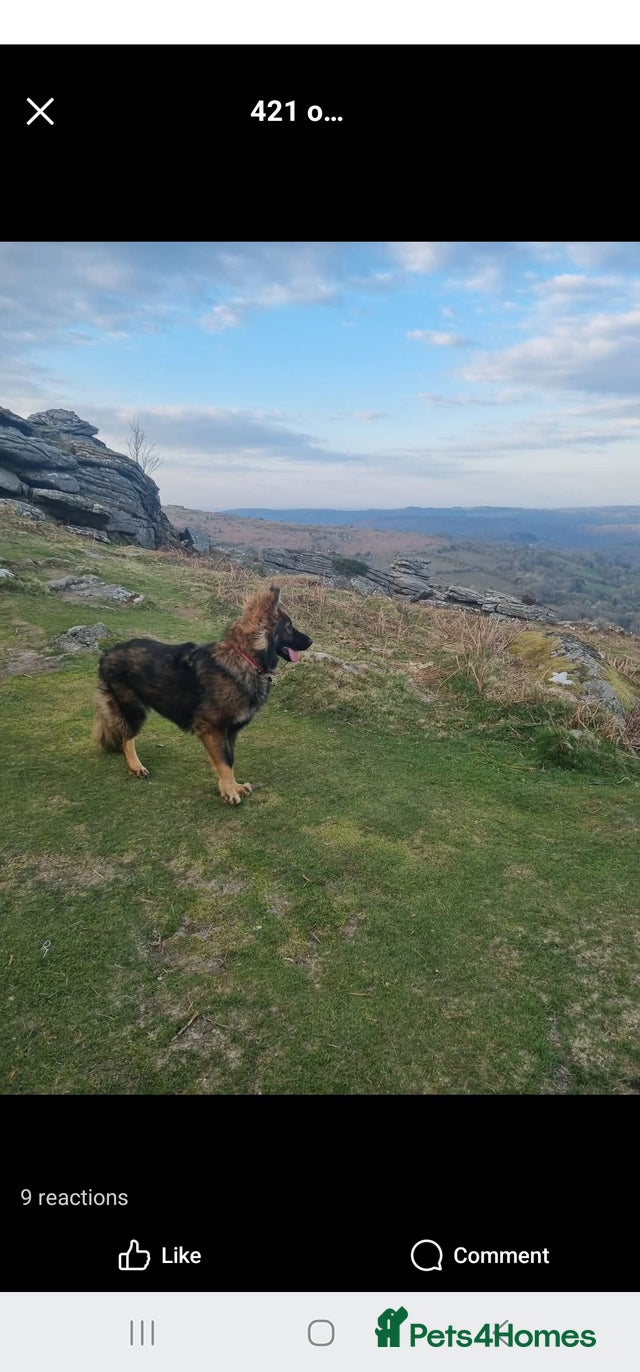 German Shepherd puppies Kc registered for sale in Newton Abbot | Pets4Homes