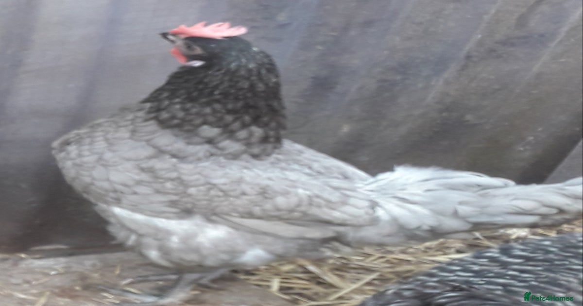Coloured hybrids pullets 16 weeks old for sale in Rushden | Pets4Homes