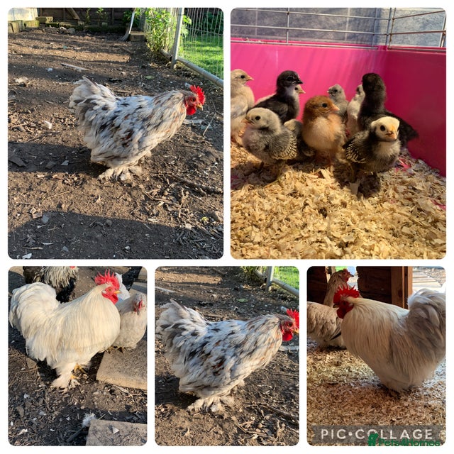 Pekin bantams chicks and fertile eggs for sale in Bradford | Pets4Homes