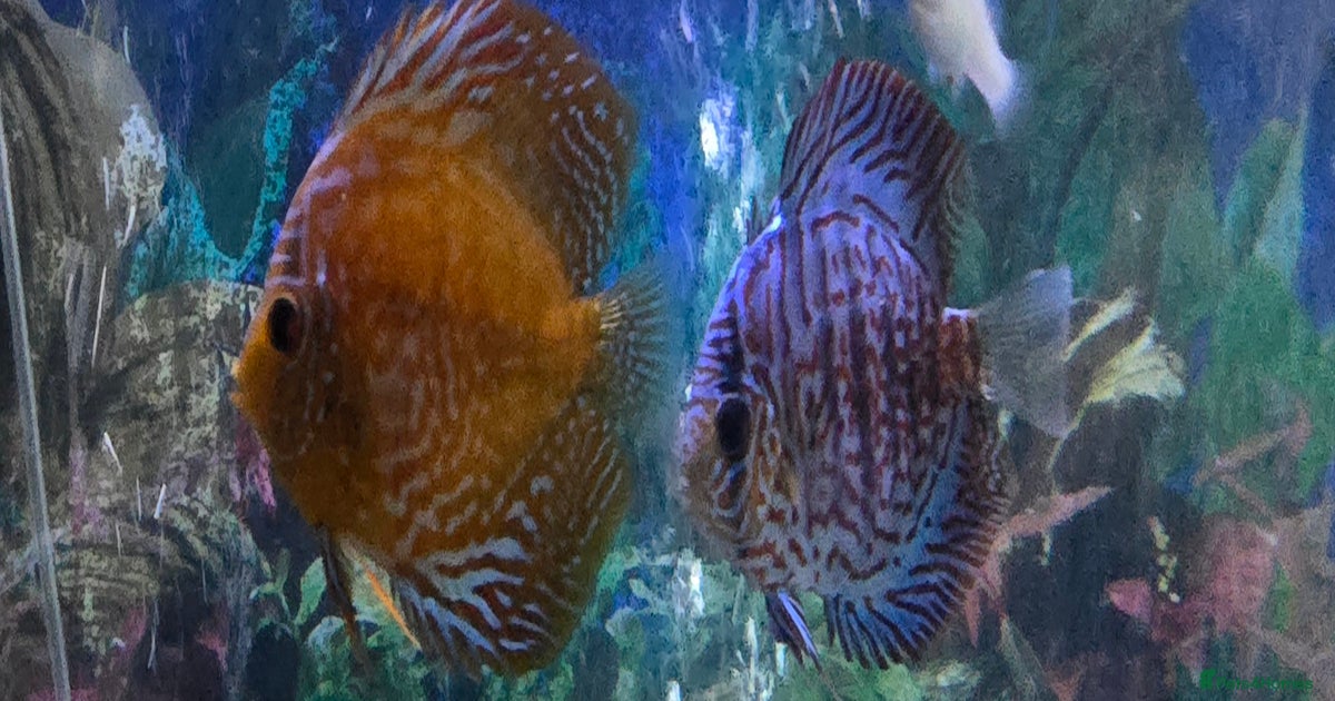 2 discus for sale for sale in | Pets4Homes