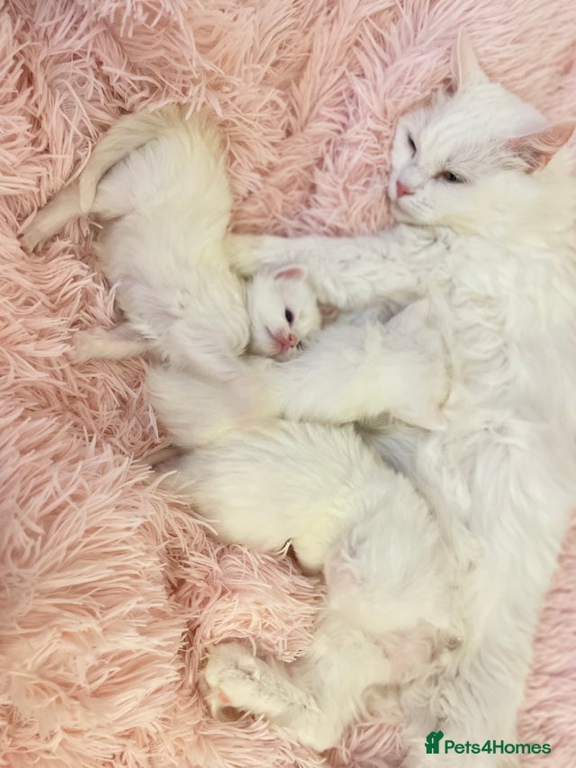 Gorgeous white fluffy Turkish angora kittens for sale in Bristol ...