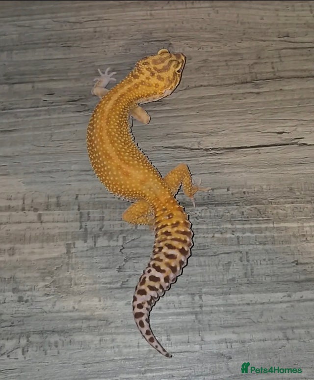 Leopard Geckos and rack system for sale in Banstead | Pets4Homes