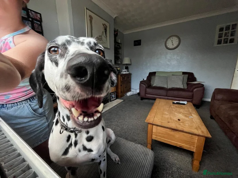 9 year old dalmatian for sale in Pontefract | Pets4Homes