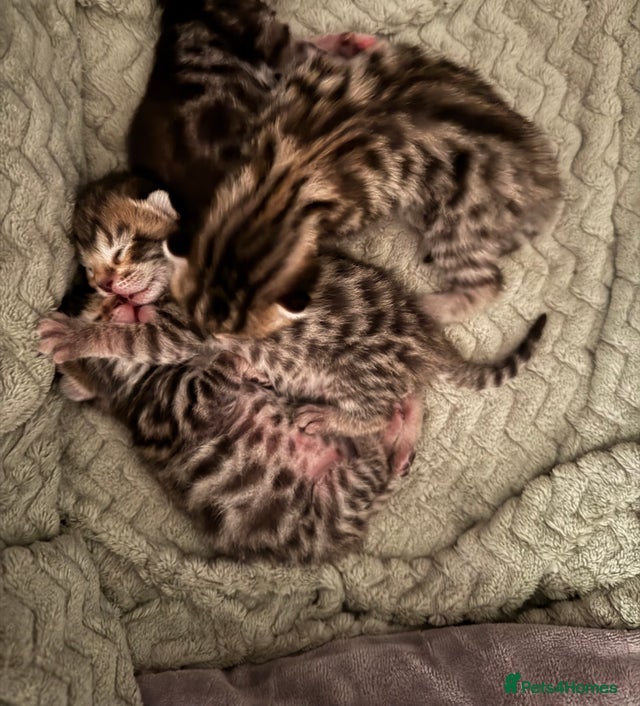 Ava’s Finest Pure Bengals for sale in Northampton | Pets4Homes