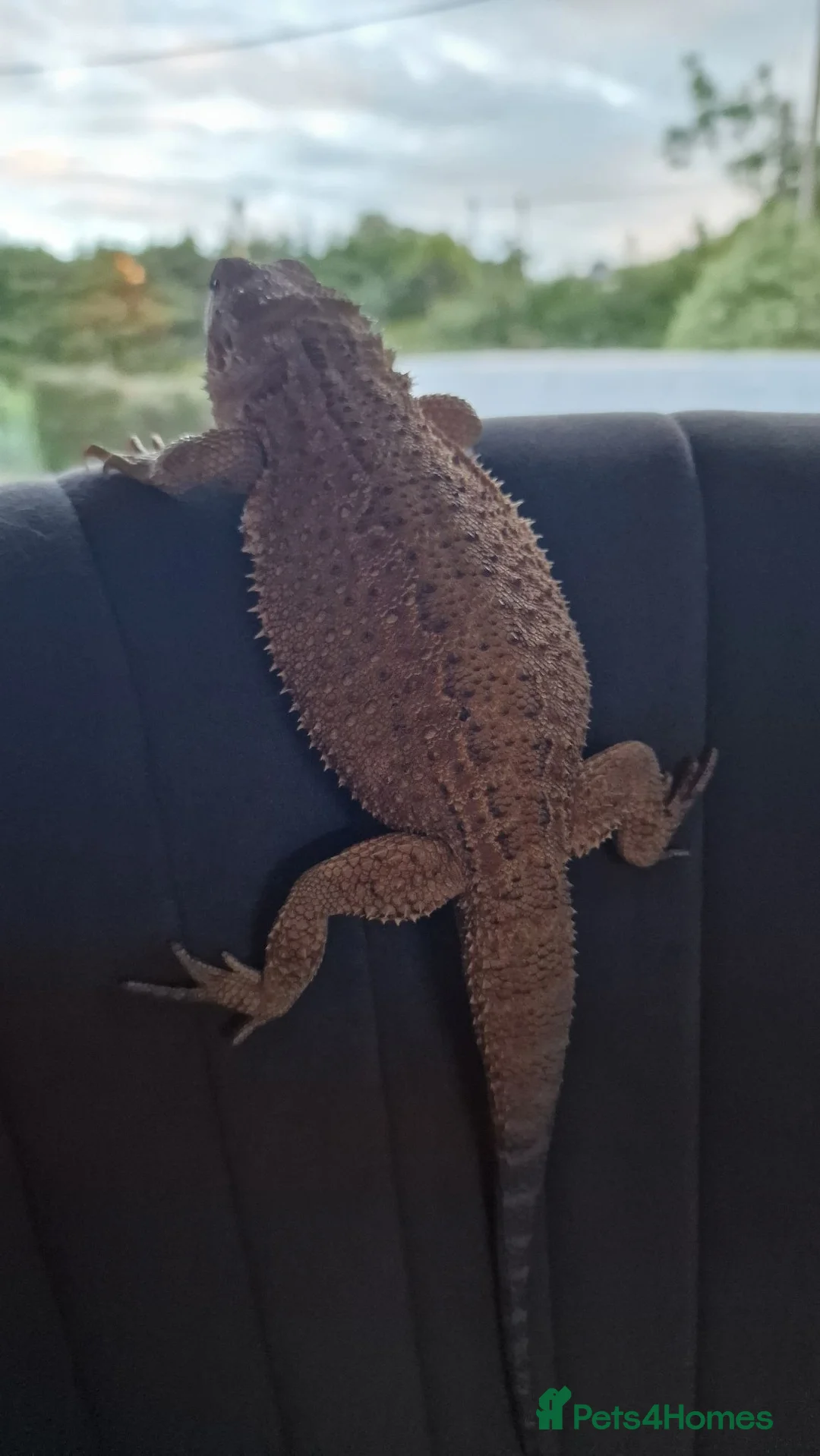 1 yr old Female Bearded dragon. for sale in Holywell | Pets4Homes