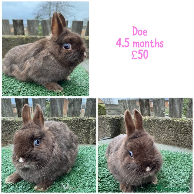 Pure breed Netherlands dwarf for sale in Peterborough | Pets4Homes