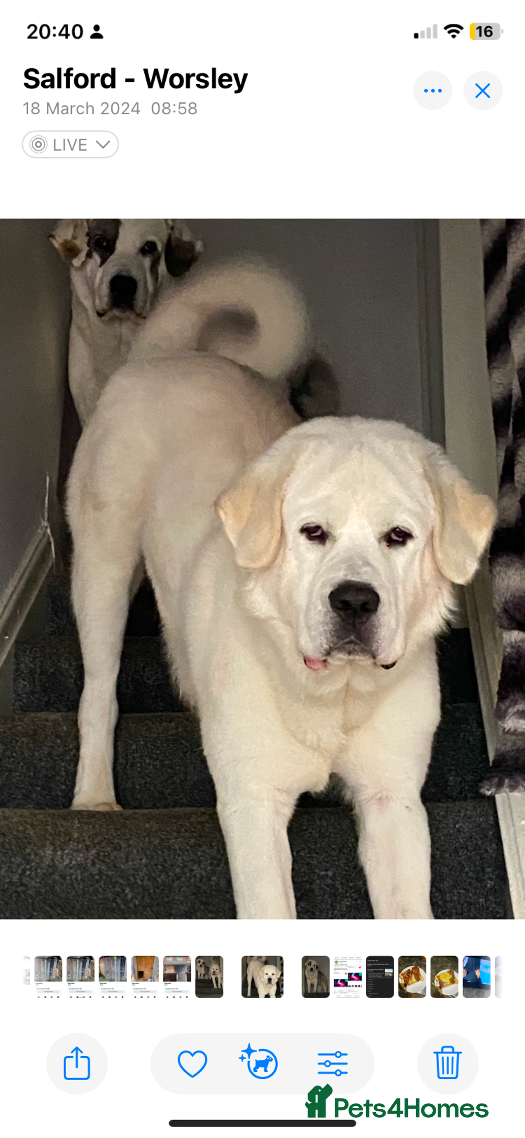 Central Asian Shepherd Dogs Breed - Information, Temperament, Size ...