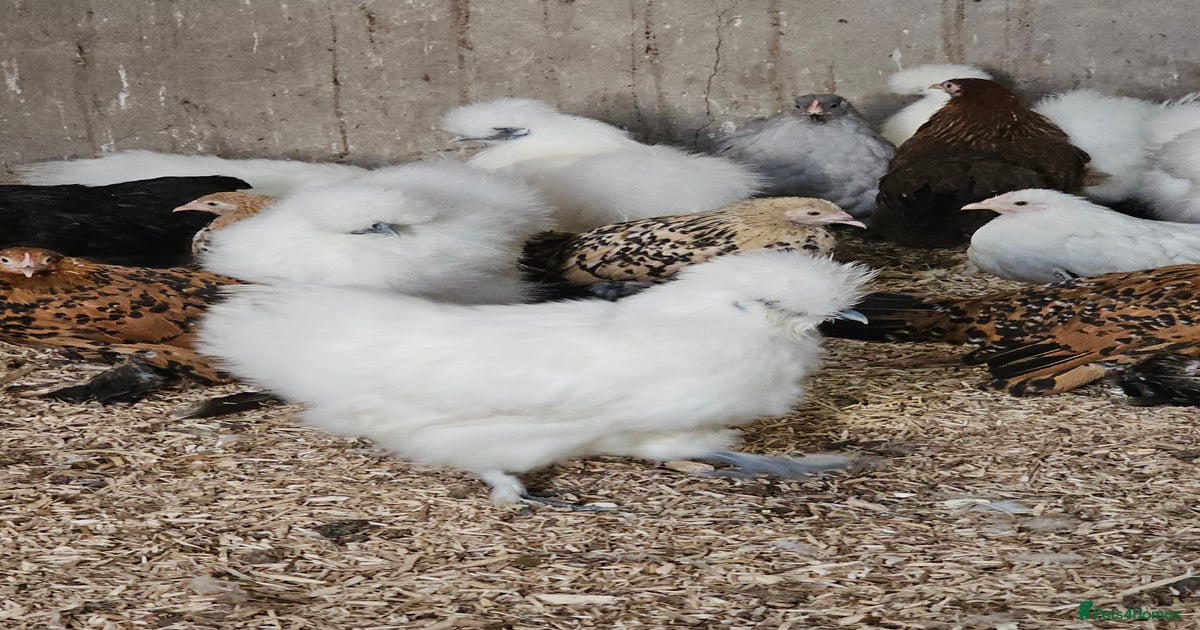 Pure breeds bantams and large for sale in Deeside | Pets4Homes