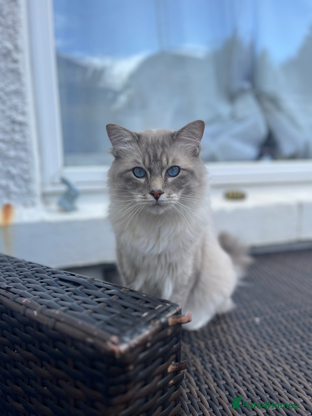 Simba lynx ragdoll for stud in Glasgow | Pets4Homes