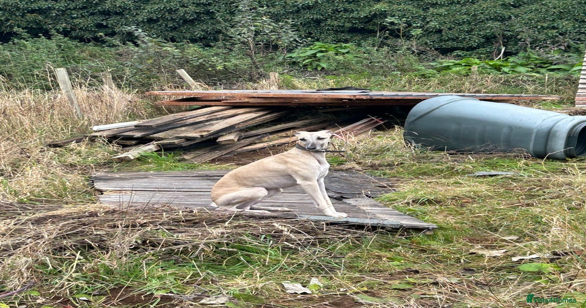 Whippet X greyhound for sale in Wellingborough | Pets4Homes