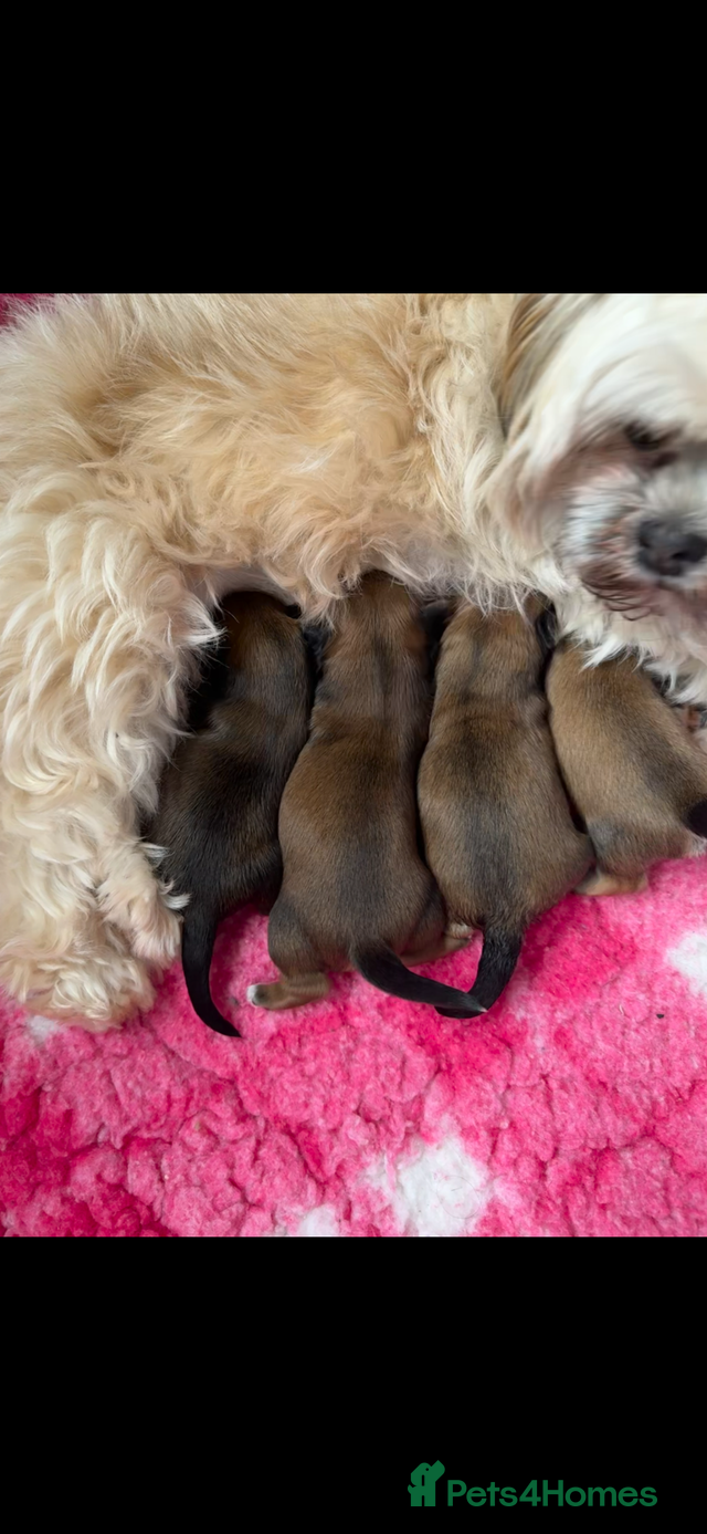 Stunning Red female KC reg Lhasa apso for sale in Bishop Auckland ...