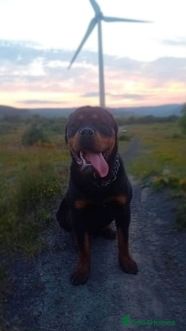 Rottweiler Puppies for sale in Tonypandy | Pets4Homes