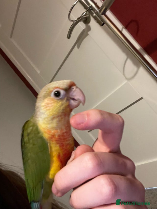 1 year old pineapple conure for sale in Wellingborough | Pets4Homes