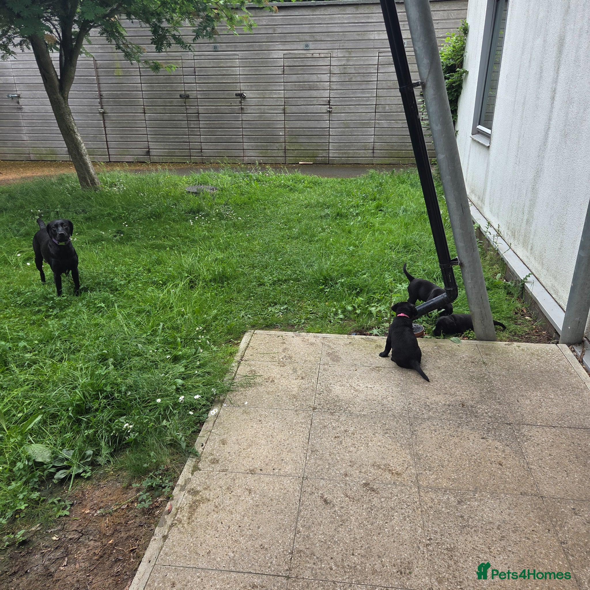 Strong healthy Labrador puppies for sale in Gateshead | Pets4Homes