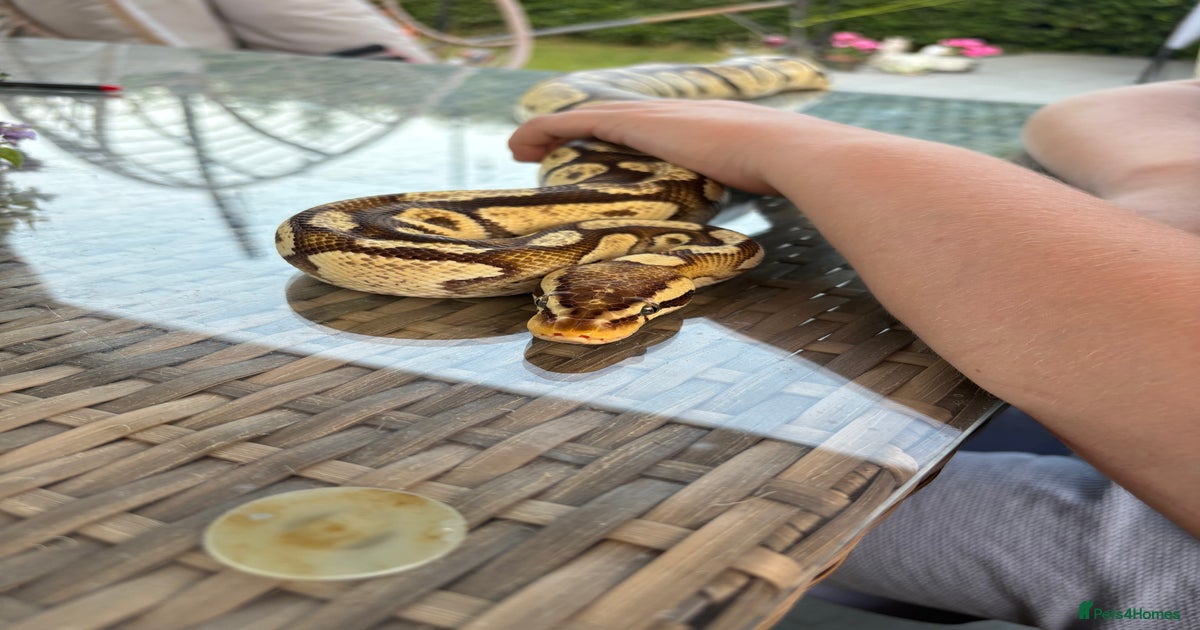 Royal Python - female - 4/5 years old for sale in Leatherhead | Pets4Homes