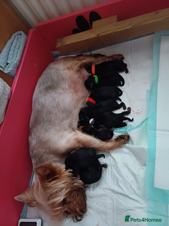 KC Yorkie Pups full vacs Ready Now 5* Breeder for sale in Wareham ...