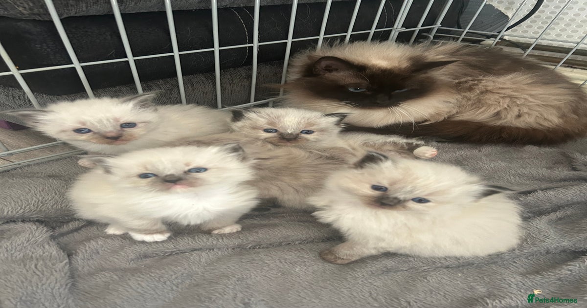 BEAUTIFUL PEDIGREE RAGDOLLS for sale in Manchester | Pets4Homes