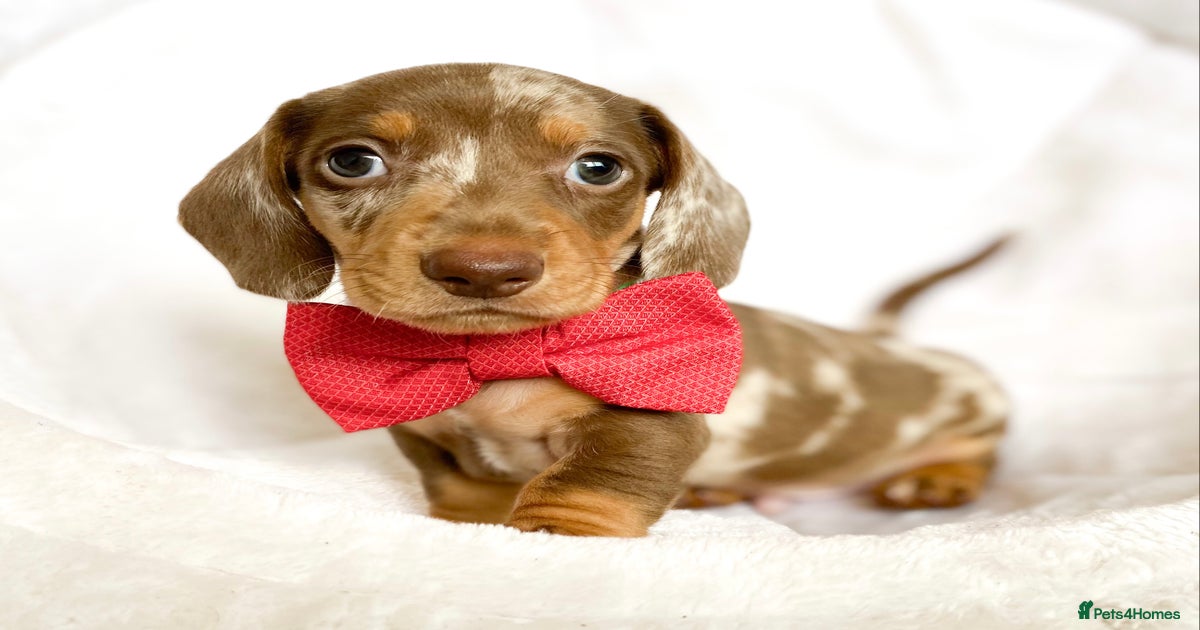 GORGEOUS PRA CLEAR DACHSHUND PUPPIES for sale in Boston | Pets4Homes
