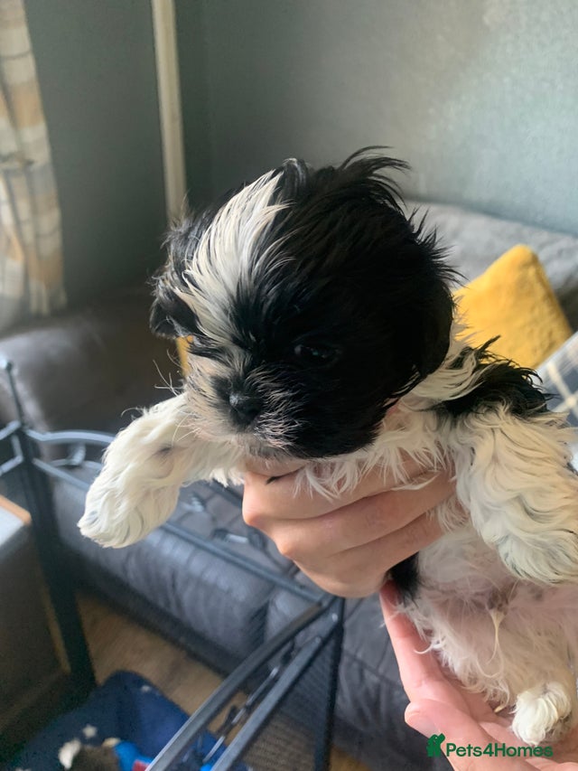 Shih tzu for sale in Willenhall | Pets4Homes