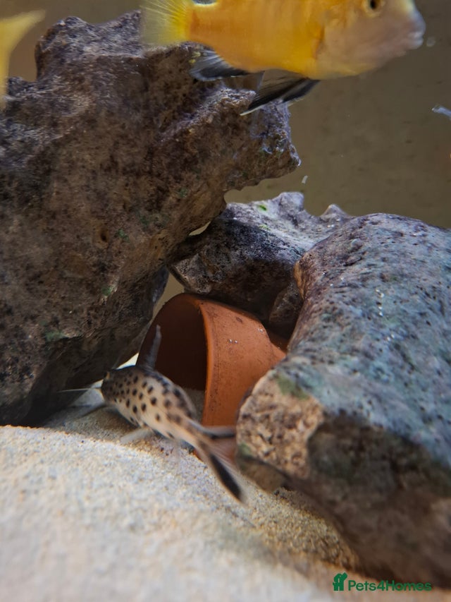 Tropical fish for sale in Norwich | Pets4Homes