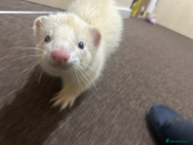 6 month old champagne colored ferret with for sale in Wrexham | Pets4Homes