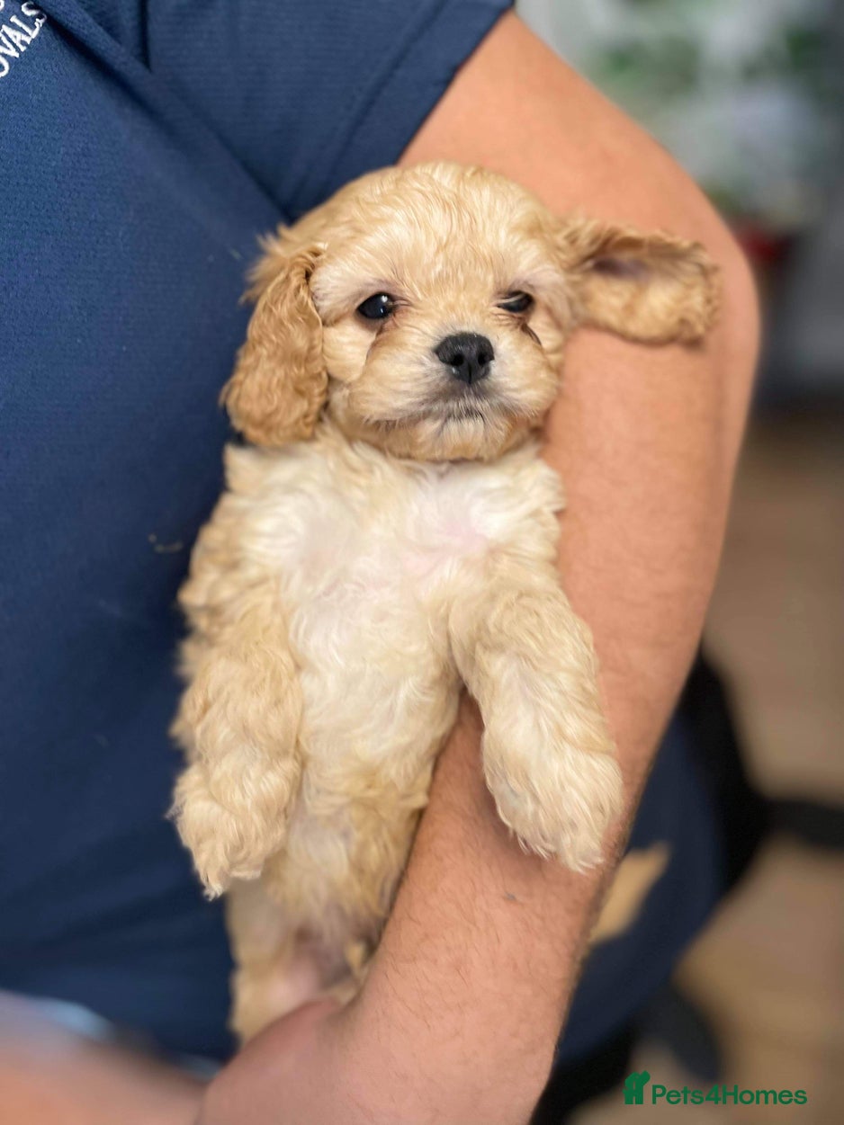 Shihpoo Dogs Breed - Information, Temperament, Size & Price | Pets4Homes